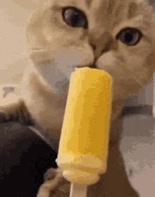 Ice Cream Lick S Tenor