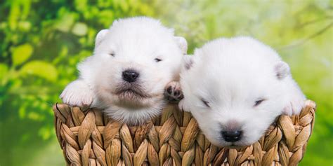 When Does A Samoyed Stop Growing Growth And Weight Chart