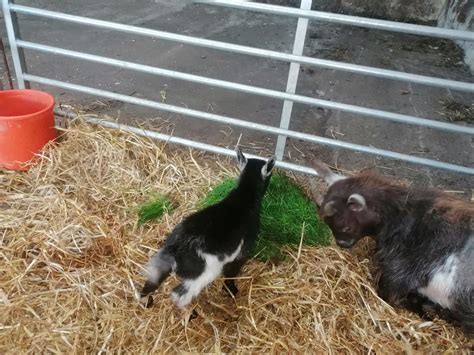 Fultons Pumpkin Patch Home Facebook