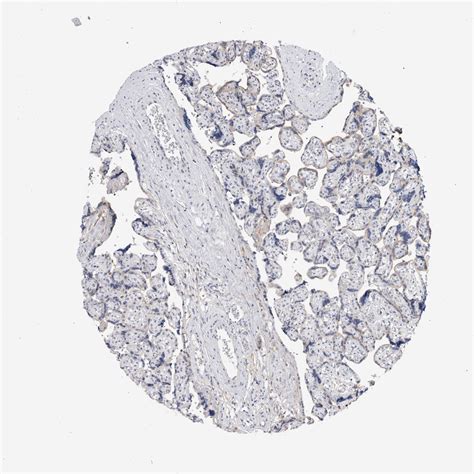 Tissue Expression Of Cd63 Staining In Placenta The Human Protein Atlas
