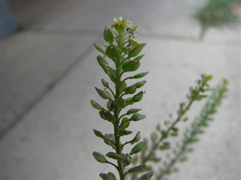 Argentinian Peppercress Grasslands