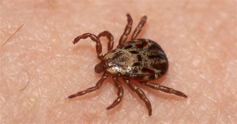 Explore The 8 Us States With The Most Ticks A Z Animals