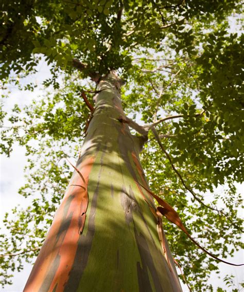 When To Prune Eucalyptus At The Correct Time Of Year Homes And Gardens