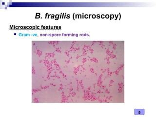 Medical Microbiology Laboratory Bacteroides Spp Pdf