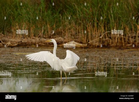 Landing Great White Egret Bird Egretta Alba In The Water With Background With Spread Wings Stock