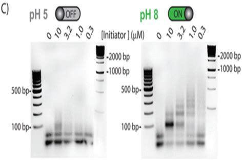 Experiment Zju China Igem Wp1