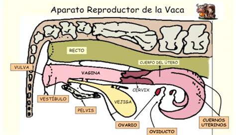 FisiologÍa Reproductiva Del Bovino Fisiologia Reproductiva Del Bovino
