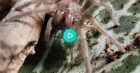 Tarantula Sling Eating Album On Imgur