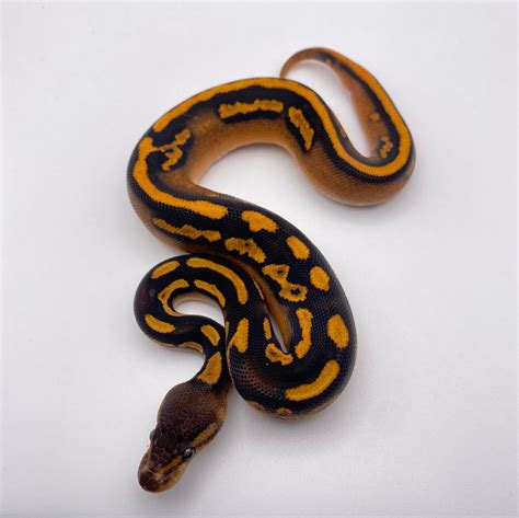 Orange Dream Black Pastel Wookie Fire Yellowbelly Ball Python By