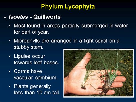 Phylum Lycophyta