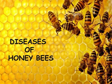 Honey Bee And Their Diseases Presentationpptx