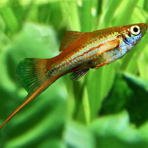 Xiphhelleri Zwaarddrager Groen Ml Zwaarddragers Jarathana