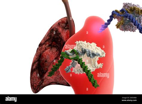 Conceptual Illustration Of The Use Of Crispr Cas9 Gene Editing To Treat