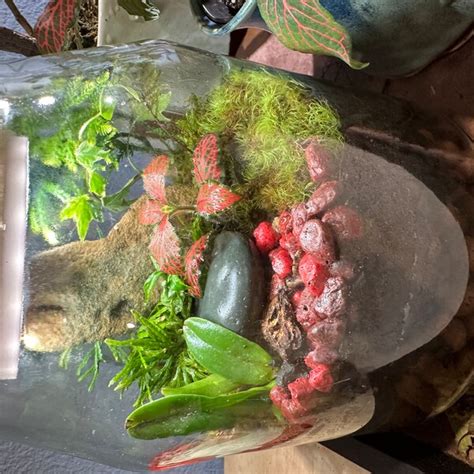 Princess Pine Clubmoss Etsy