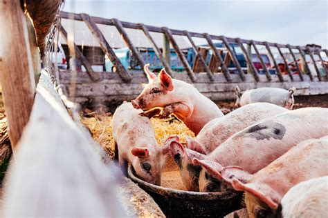 Nature Glamping Tent 3 Amish Daily Farm