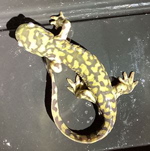 Salamander Nights Training On April 12 University Of Wyoming