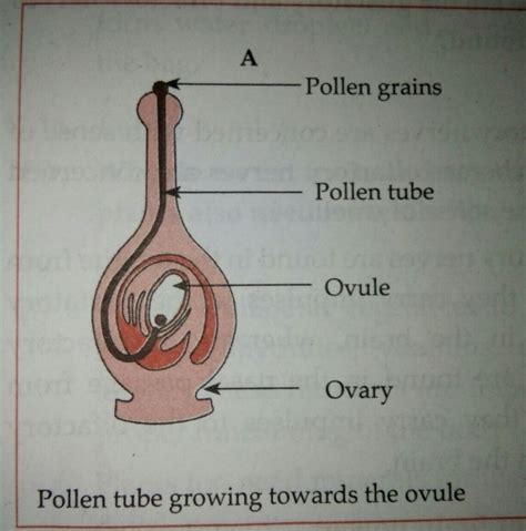 Chemotropism In Plants