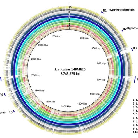 Circular Representation Of Genomes Of Different Lineages Sub Lineages Download Scientific