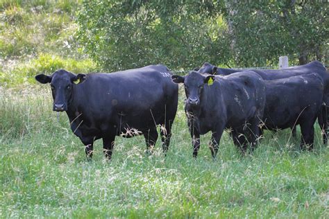 Mackas Australian Black Angus Beef