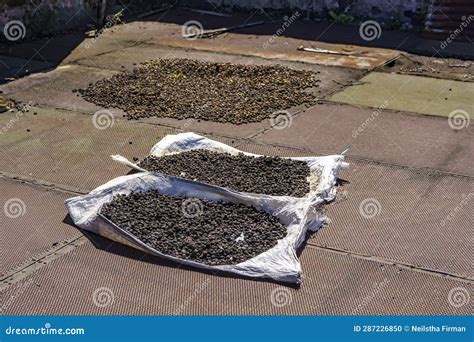 Coffee Beans Natural Drying Process Under Direct Sunlight Commonly