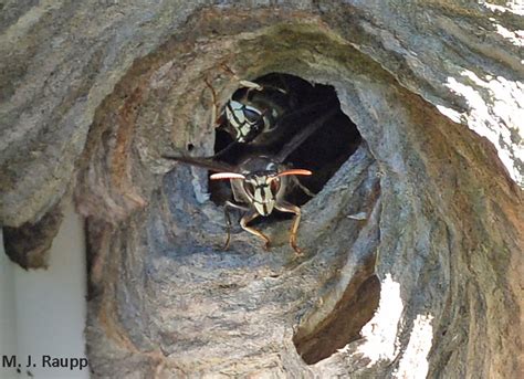 Inside Hornets Nest Inside A Hornets Nest