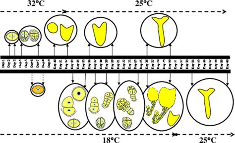 Schematic Representation Of The Timing Of The Microspore Embryogenesis