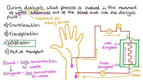 Hemodialysis Diffusion