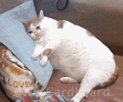 Sad Cat Slowly Vanishing 