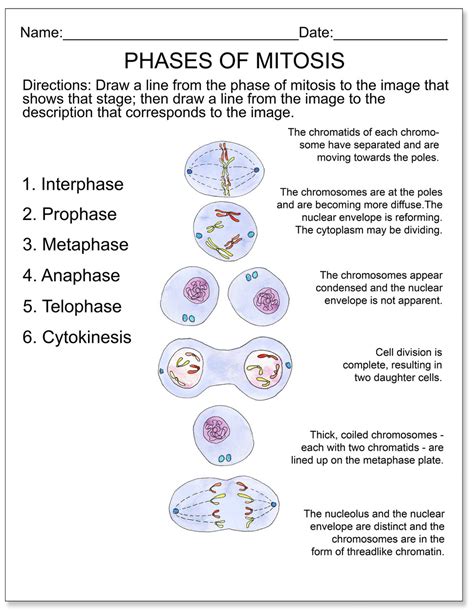 Phases Of Mitosis Cellular Function Classroom Poster Echo Lit