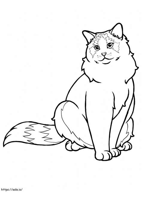 Ragdoll Cat Coloring Page