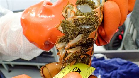 Warming Oceans May Pose A Serious Threat To American Lobsters Wandm News
