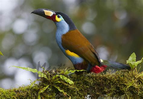 Buy Plate Billed Mountain Toucan Image Online Print And Canvas Photos