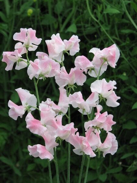 Sweet Pea John Gray