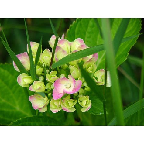 Jual Bibit Benih Biji Bunga Hydrangea Merah Hijau Bibit Tanaman