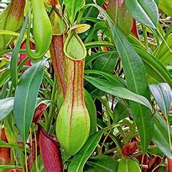 Nepenthes Alata A Nepenthes Species Found At Claver