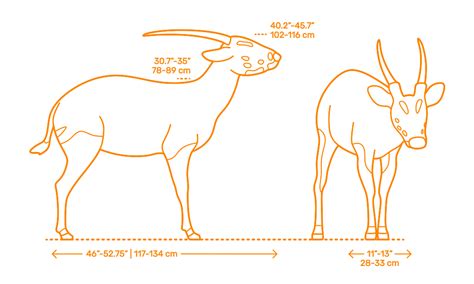 Saola Pseudoryx Nghetinhensis Dimensions And Drawings