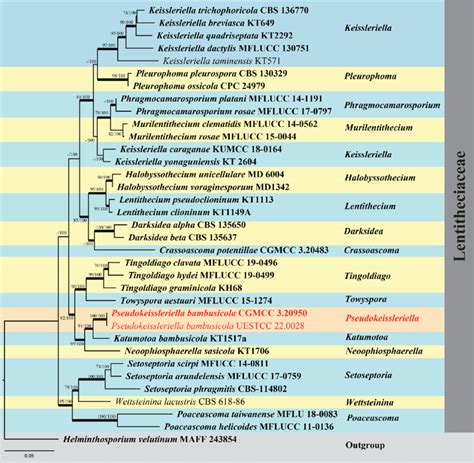 raxml analysis of lentitheciaceae based on a concatenated dataset of