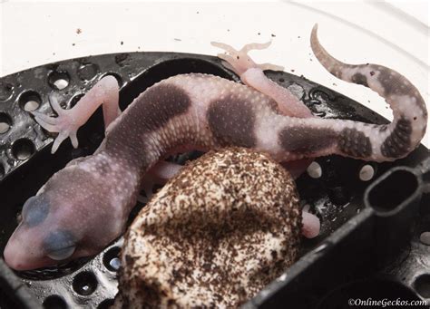 Leopard Gecko Breeding Breeder Chronicle Gecko Breeder