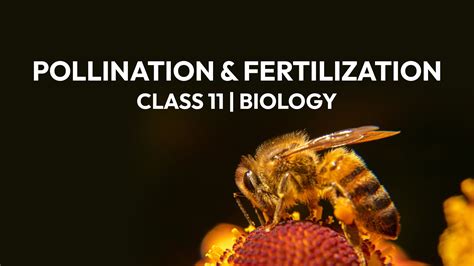 Biology Pollination And Fertilization In Flowering Plants For Class 12 Neet By Rajshree Rathore