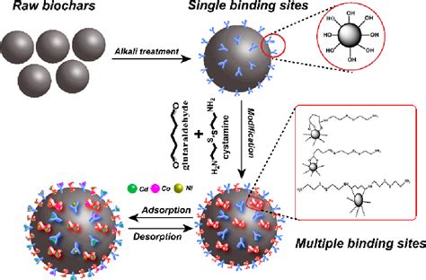 Figure 1 From Surface Modified Biochar With Polydentate Binding Sites