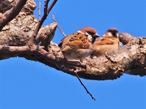 スズメ（雀、すずめ Passer Montanus ） Olympus Digital Camera Flickr