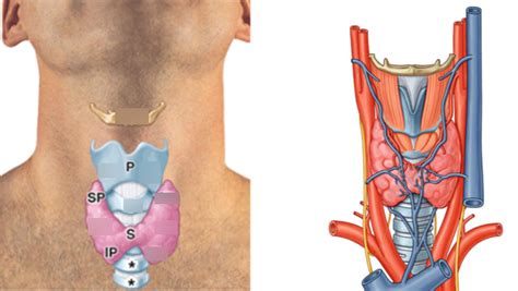 Thyroid Anatomy And Physiology Diagram Quizlet