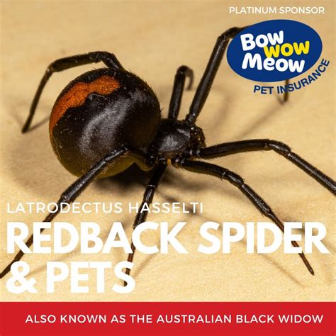 Red Back Spider