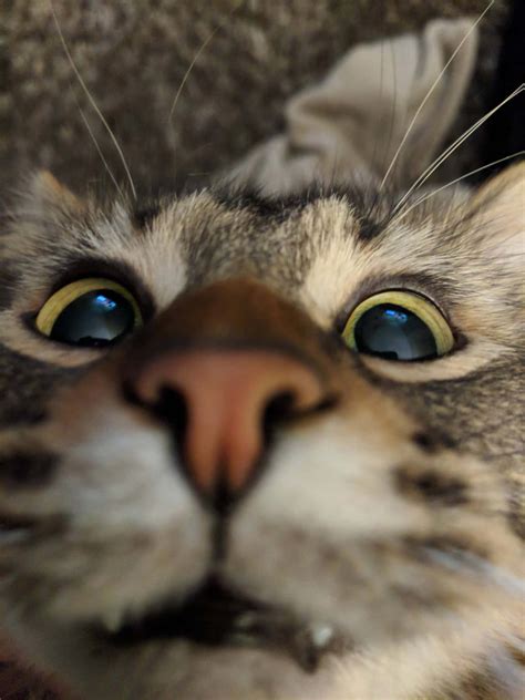 100 Silly Cat Pictures