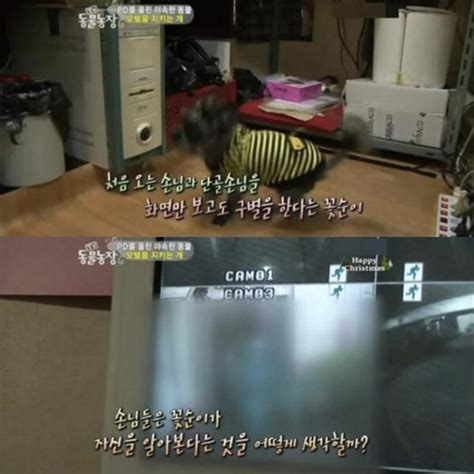 모텔 단골을 알아보는 강아지