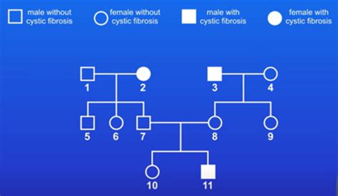 Biology Paper 2 Inheritance Flashcards Quizlet