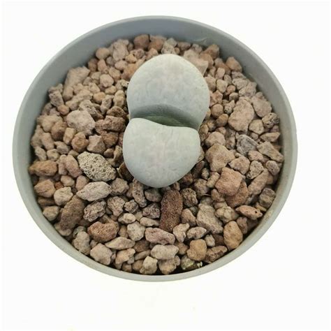 Lithops Julii Ssp Julii C297 6 5 Cm Aizoaceae Giromagi Vendita Piante Grasse