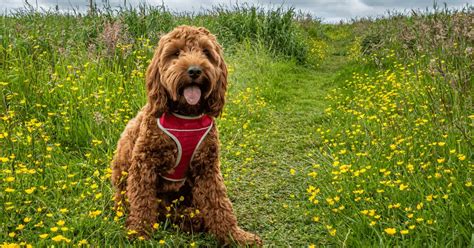 Cockapoo Dog Breed Information And Characteristics World Dog Finder