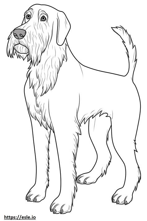 Wirehaired Pointing Griffon Cute Coloring Page