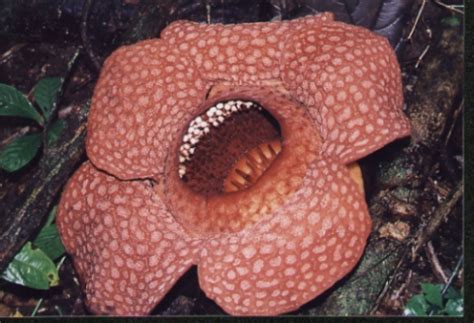 Rafflesia Gadutensis Page